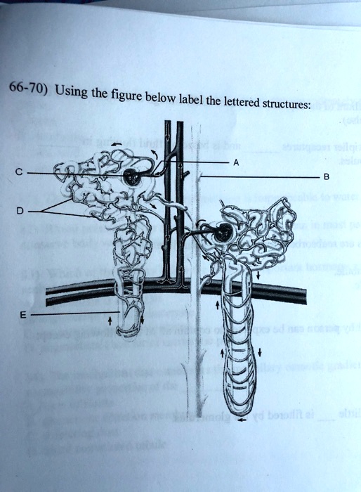 SOLVED: 66-70) Using the figure below label the lettered structures: