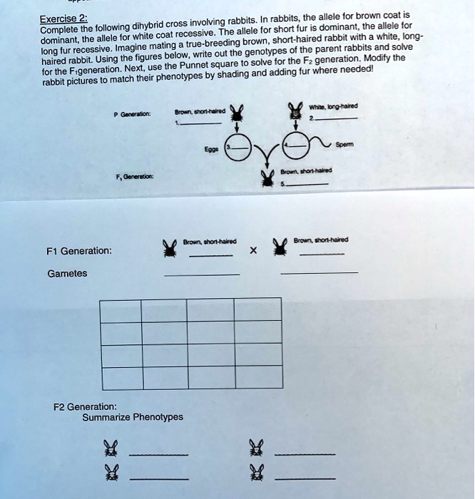 exercise2 rabbits in rabbits the allele for brown coat is complete the ...