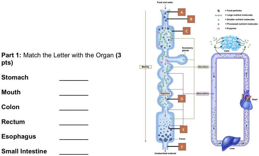 [GET ANSWER] Part 1: Match the Letter with the Organ (3 pts) Stomach ...