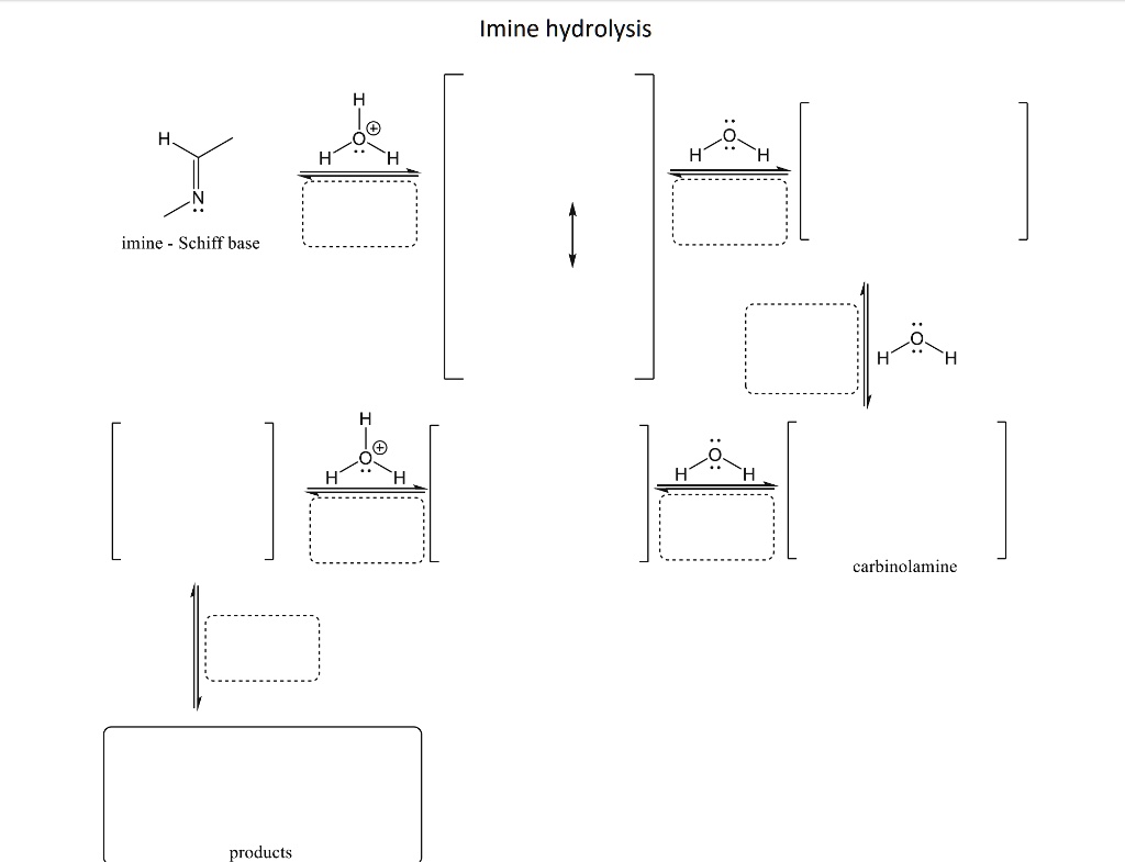 SOLVED: Imine hydrolysis imine Schiff base carbinolamine products