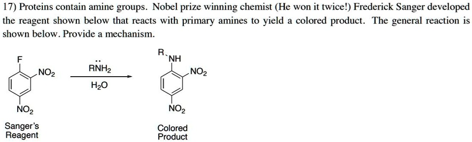 SOLVED: 17) Proteins contain amine groups. Nobel prize winning chemist ...
