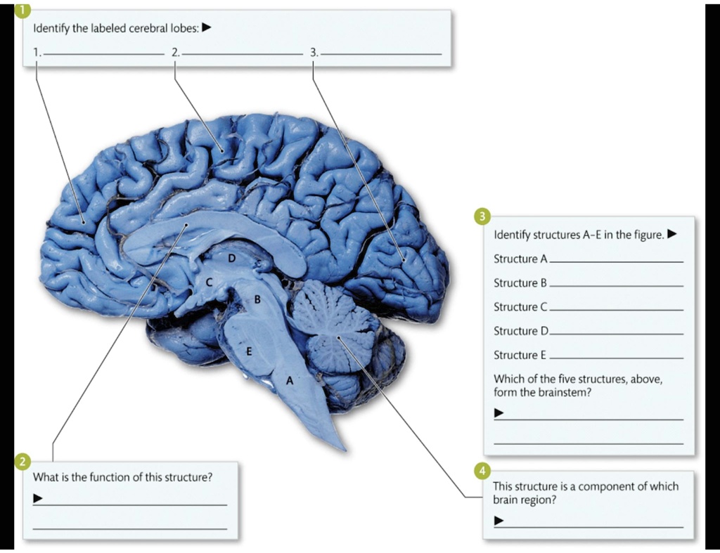 1 Identify the labeled cerebral lobes: 1. 2. 3. 2 What is the function of this structure? 3 ...