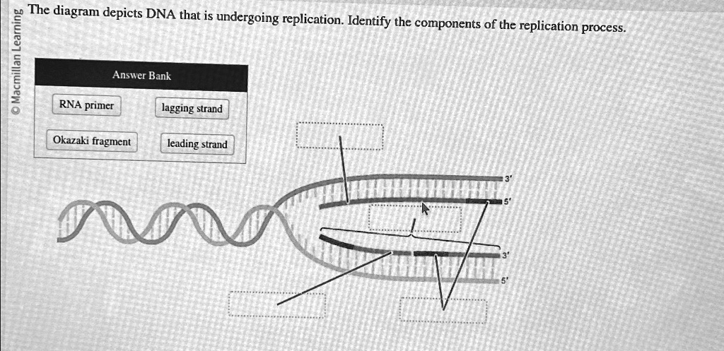 SOLVED: The diagram depicts DNA that is undergoing replication ... SOLVED: The diagram depicts DNA that is undergoing replication ...