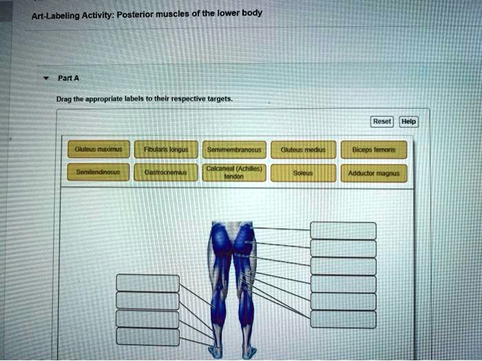 SOLVED: Art-Labeling Activity: Posterior Muscles of the Lower Body Part A Drag the appropriate ...