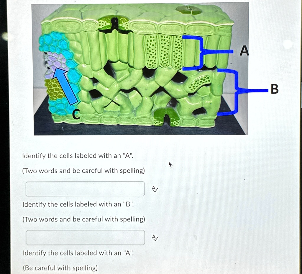 Identify the cells labeled with an "A". (Two words and be careful with ...