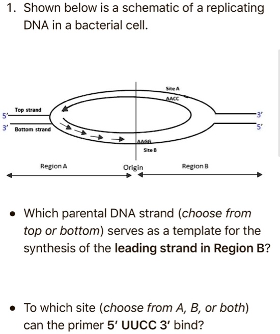 SOLVED: Shown below is a schematic of a replicating DNA in a bacterial ...