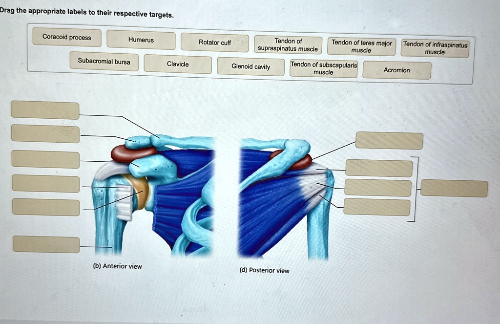 Drag the appropriate labels to their respective targets. Coracoid ...
