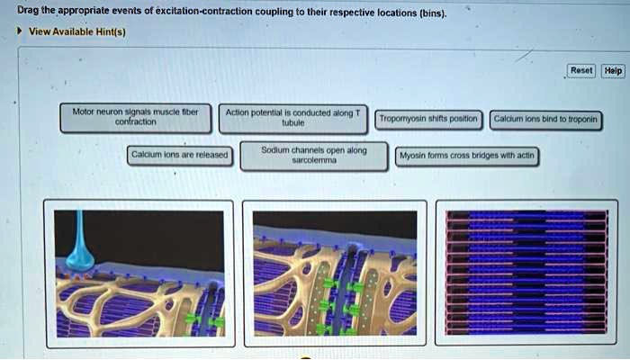 Drag the appropriate events of excitation-contraction coupling to their respective locations ...