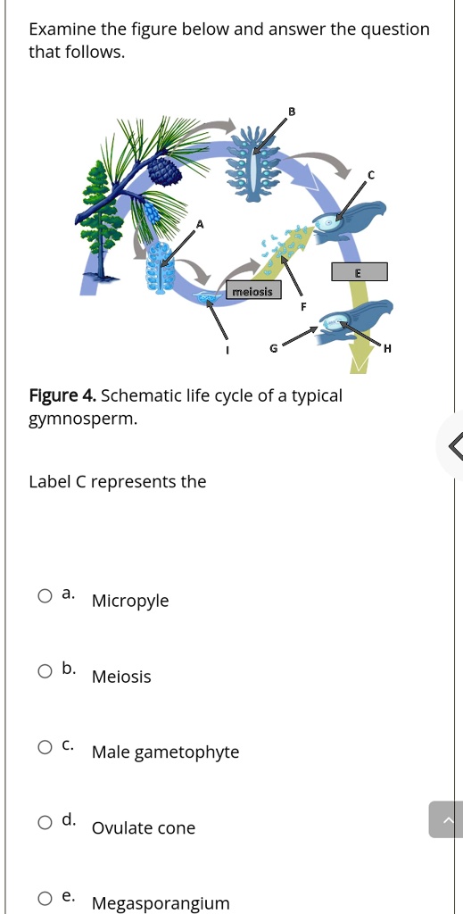 SOLVED: Examine the figure below and answer the question that follows ...