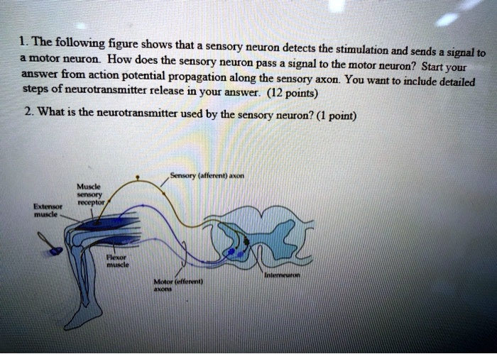 SOLVED: 1. The following figure shows that sensory neuron detects the ...