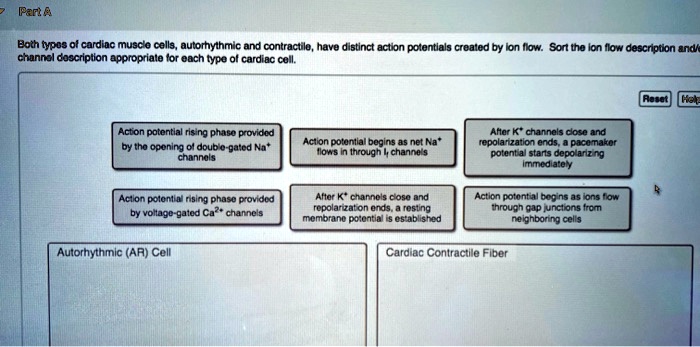 Part A Both types of cardiac muscle cells, autorhythmic and contractile ...