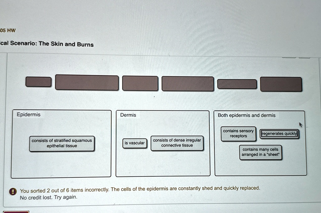 05 hw cal scenario the skin and burns epidermis dermis both epidermis ...