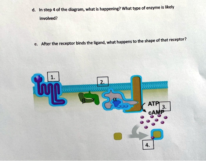 SOLVED: In step 4 of the diagram, what is happening? What type' of ...