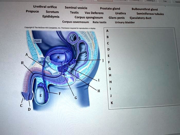 Solved Urethral Orifice Seminal Vesicle Prostate Eland Bulbourethral 4430