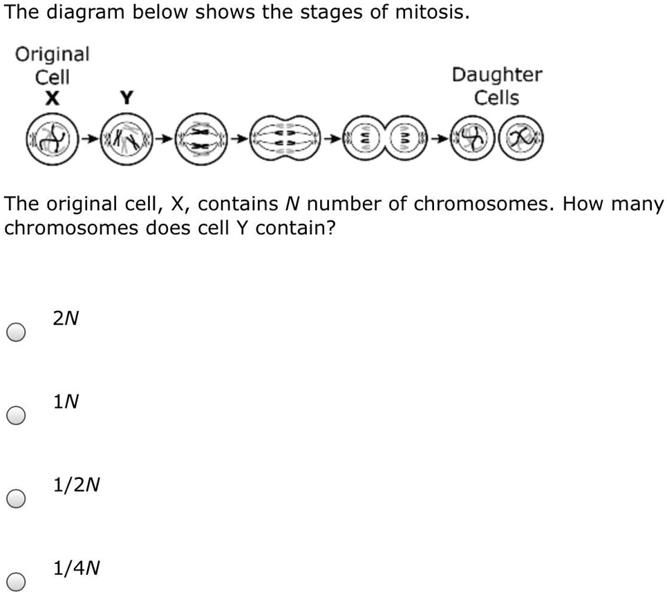 The diagram below shows the stages of mitosis. Original Cell X Y ...