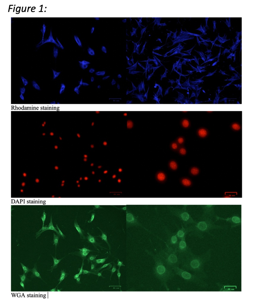 figure 1 rhodamine staining dapi staining wga staining 60179