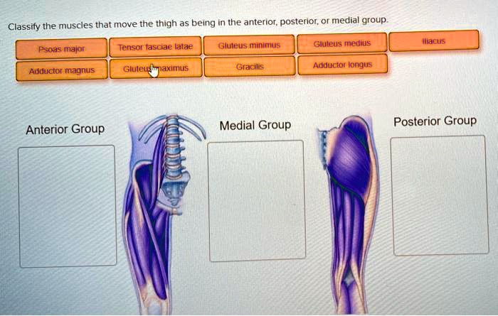 Classify the muscles that move the thigh as being in the anterior ...