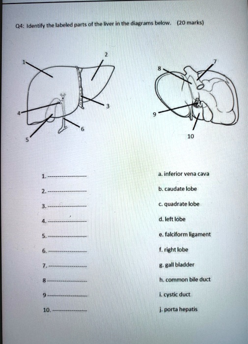 SOLVED: the Iiver the diagrams below. (20 marks) 04: Identify the ...