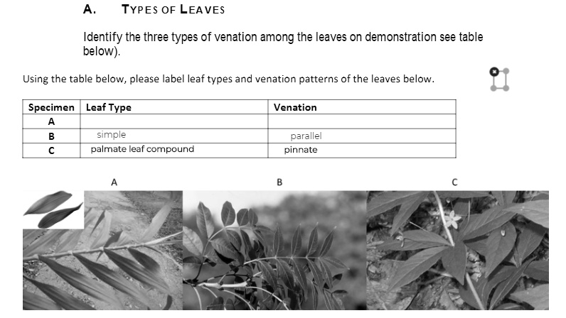 SOLVED: TYPES OF LEAVES Identify the three types of venation among the ...