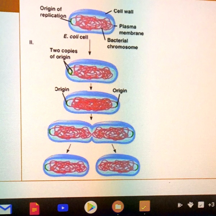 SOLVED: The image below illustrates reproduction common in bacteria ...