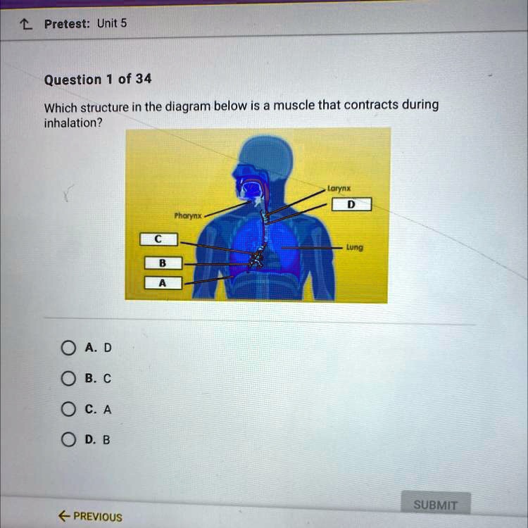 SOLVED: 'Which structure in the diagram below is a muscle that ...