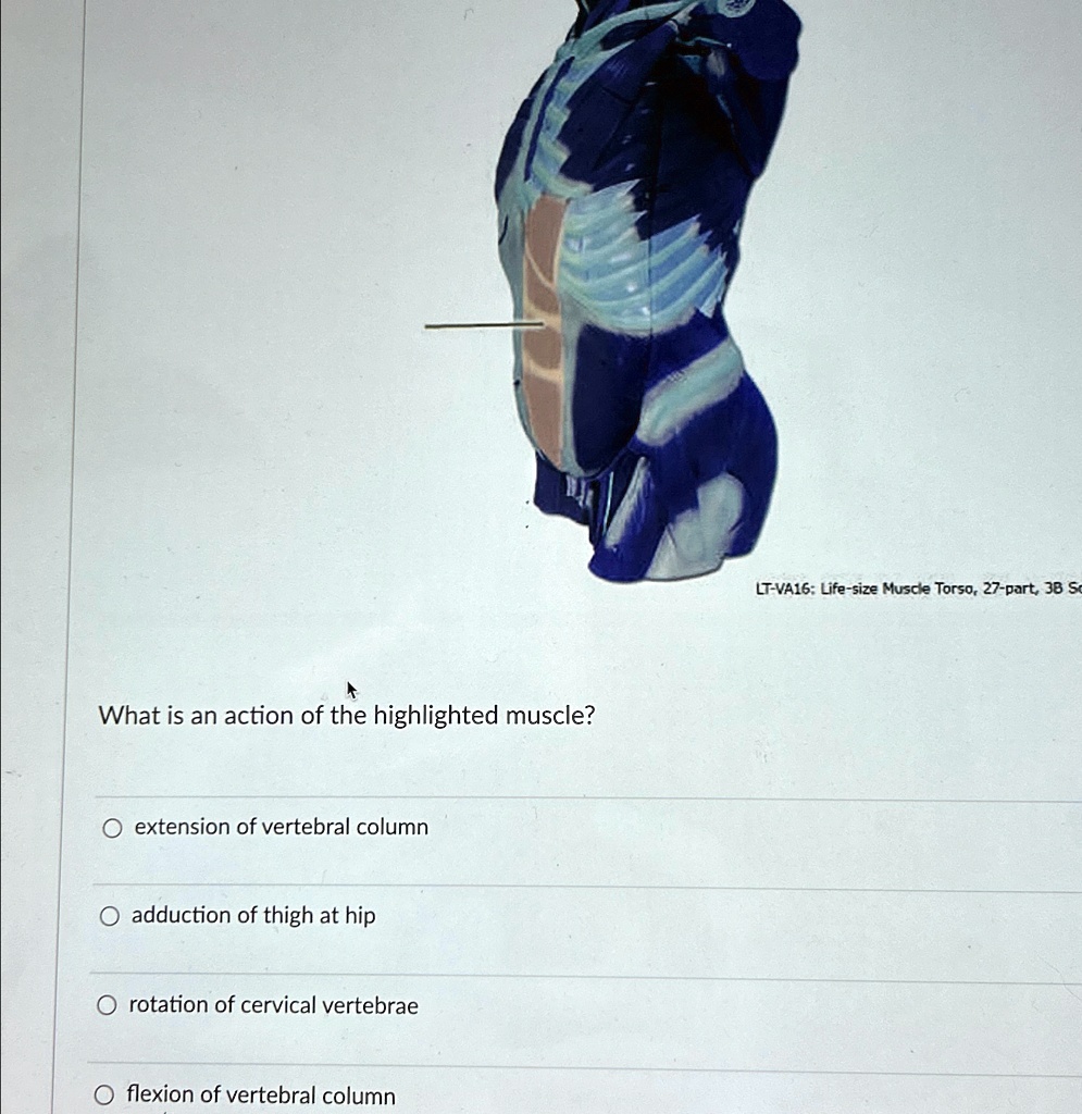 What is an action of the highlighted muscle? - extension of vertebral ...