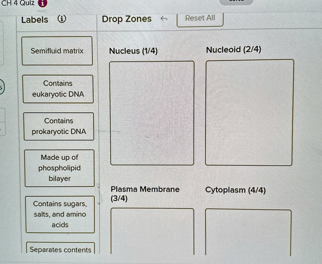 CH 4 Quiz Labels Drop Zones Reset All Semifluid matrix Nucleus (1/4 ...