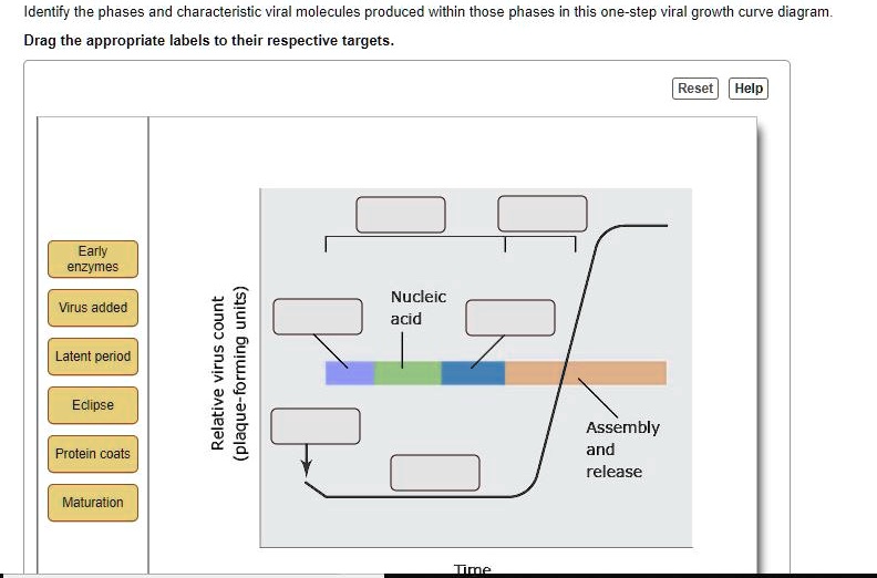 SOLVED: Identify the phases and characteristic viral molecules produced ... SOLVED: Identify the phases and characteristic viral molecules produced ...