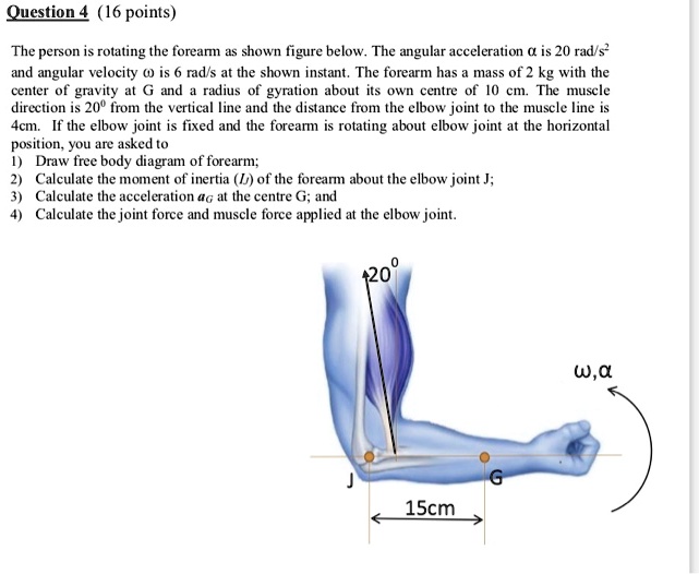 Question 4 (16 points) The person is rotating the forearm as shown ...