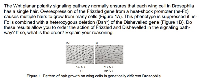 SOLVED: The Wnt planar polarity signaling pathway normally ensures that ...