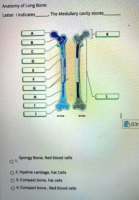 SOLVED: Anatomy of Long Bone: Letter | indicates The Medullary cavity ...