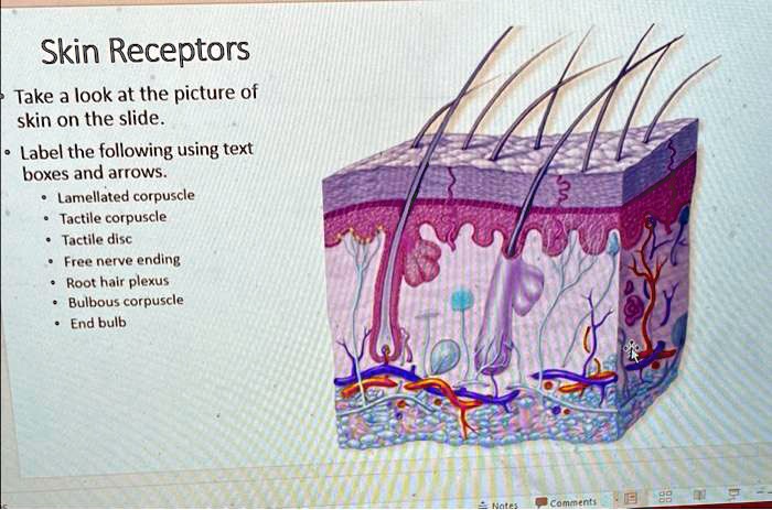 SOLVED: Skin Receptors Take a look at the picture of skin on the slide ...