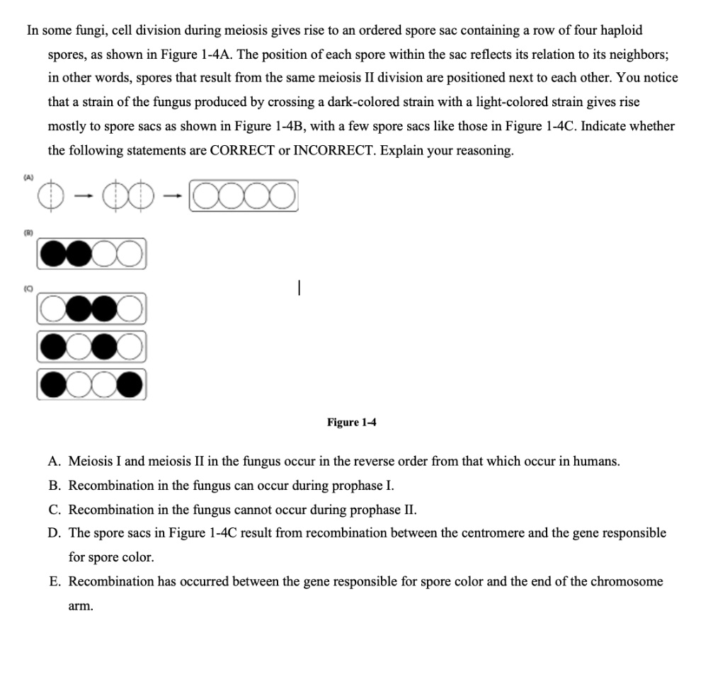 In some fungi, cell division during meiosis gives rise to an ordered ...