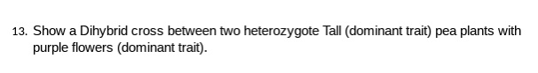 13. Show a Dihybrid cross between two heterozygote Tall (dominant trait ...