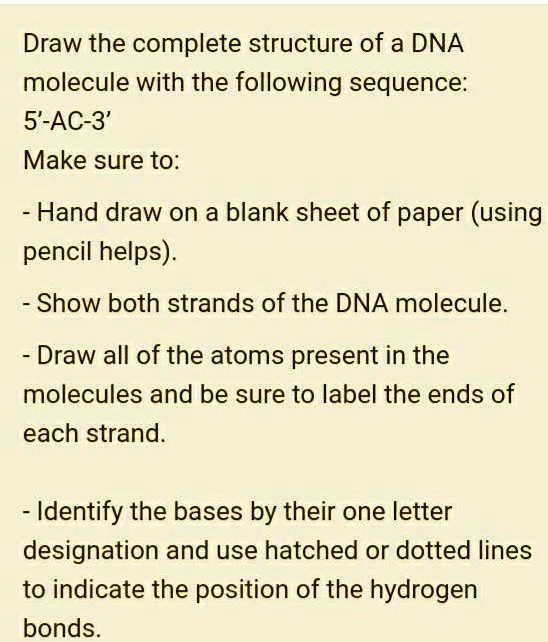 draw the complete structure of a dna molecule with the following ...