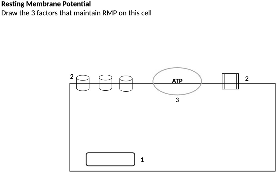SOLVED: 'Resting Membrane Potential Draw the 3 factors that maintain ...