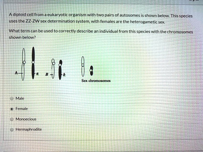 A Diploid Cell From A Eukaryotic Organism With Two Pairs Of Autosomes Is Shown Below This