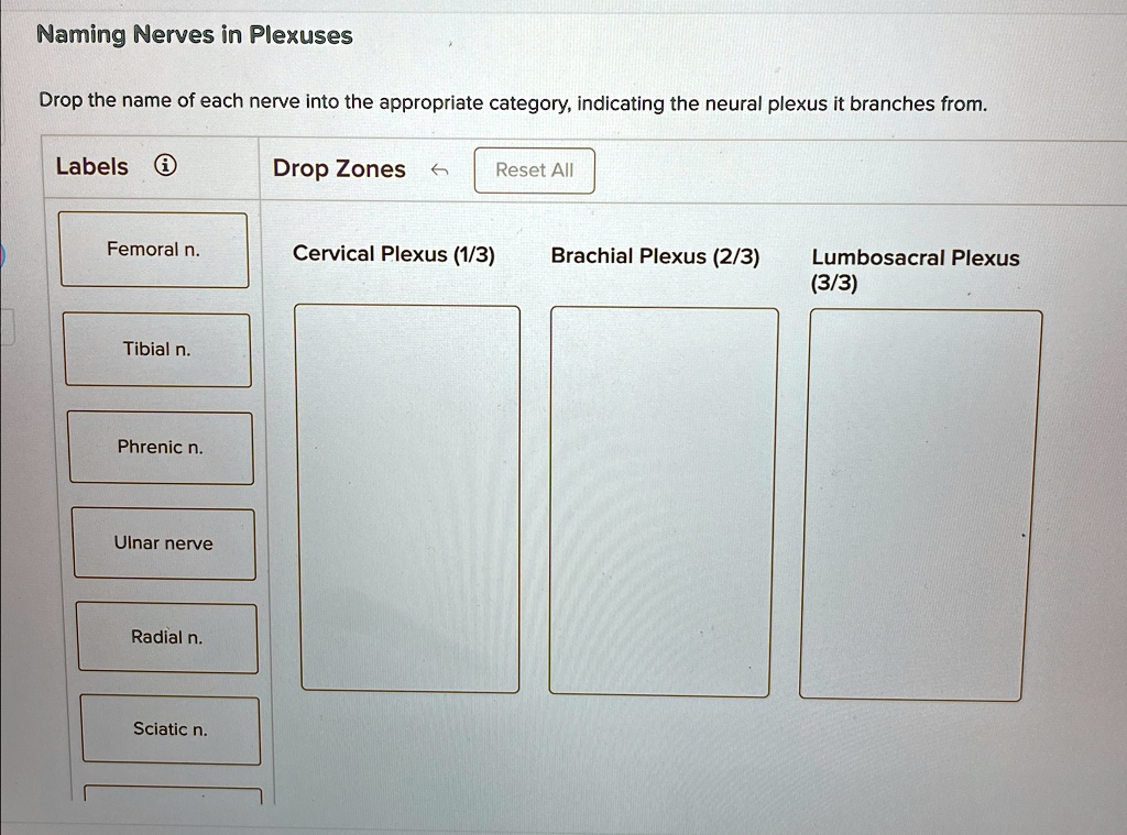 Naming Nerves in Plexuses Drop the name of each nerve into the ...