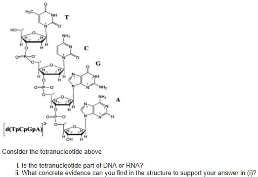 SOLVED: d(TpCpGpAA Consider the tetranucleotide above Is the ...