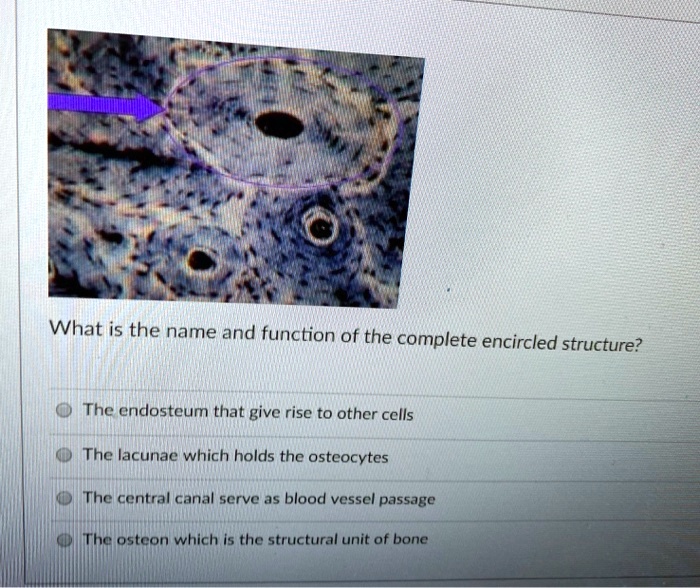 What is the name and function of the complete encircled structure? The ...