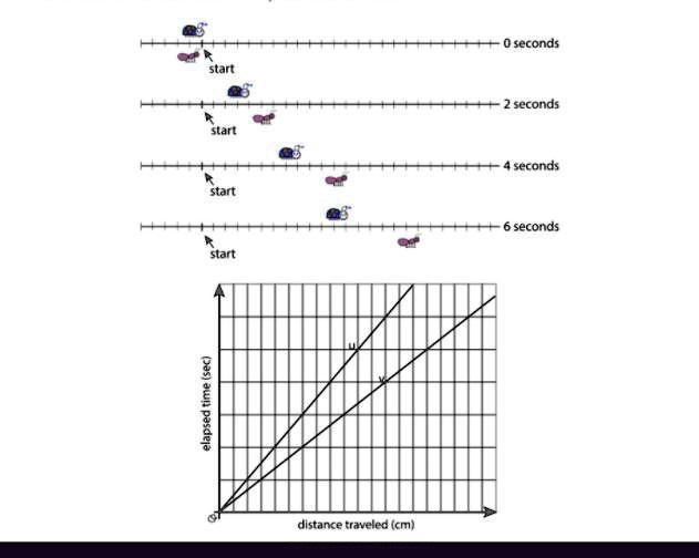 a ladybug and ant move at constant speeds the diagrams with tick marks ...