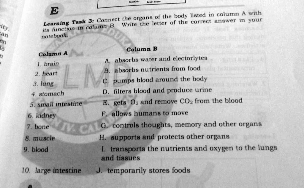 e learning task 3 connect the organs of the body listed in column a ...