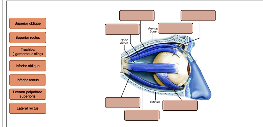 Solved Superior Oblique Frontal Bone Superior Rectus Optic Nerve Trochlea Ligamentous Sling