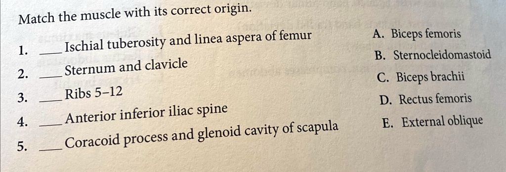 Match the muscle with its correct origin. Ischial tuberosity and linea ...