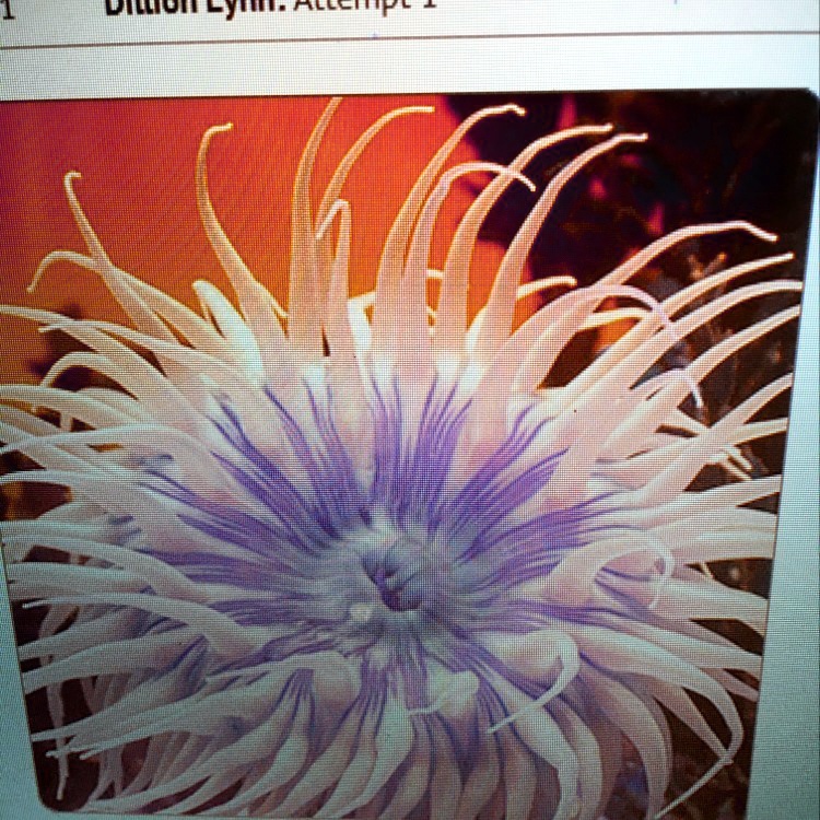 SOLVED: The organism shown is a free-living one that is anchored to the ...