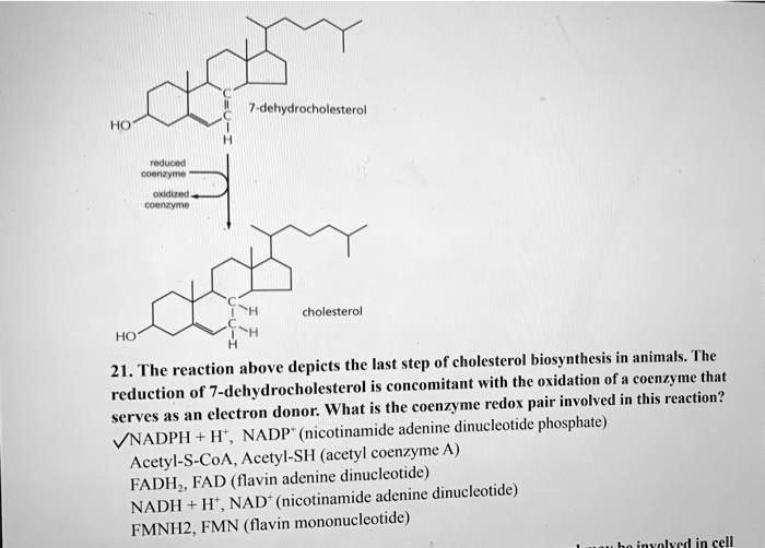 7 dehydrocholesterol ho dald counzym cholesterol ho depicts the last ...