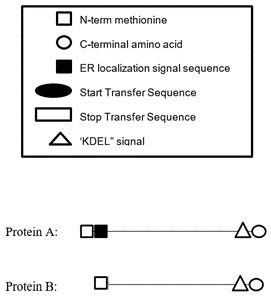 SOLVED: N-term methionine C-terminal amino acid ER localization signal sequence Start Transfer ...