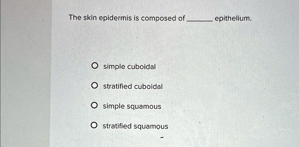 SOLVED: The skin epidermis is composed of epithelium. - simple cuboidal ...