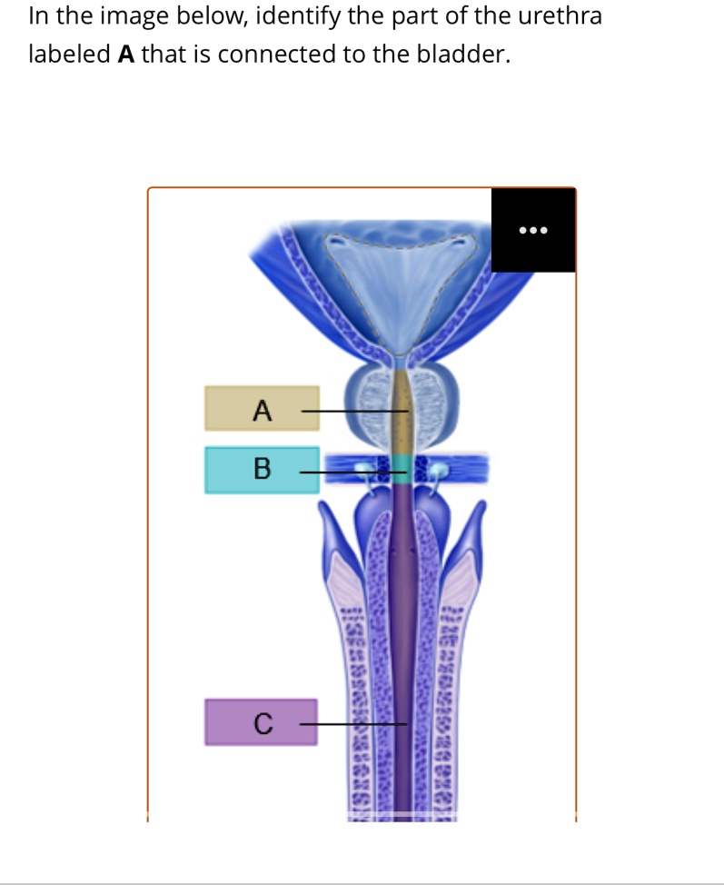 In the image below, identify the part of the urethra labeled A that is ...