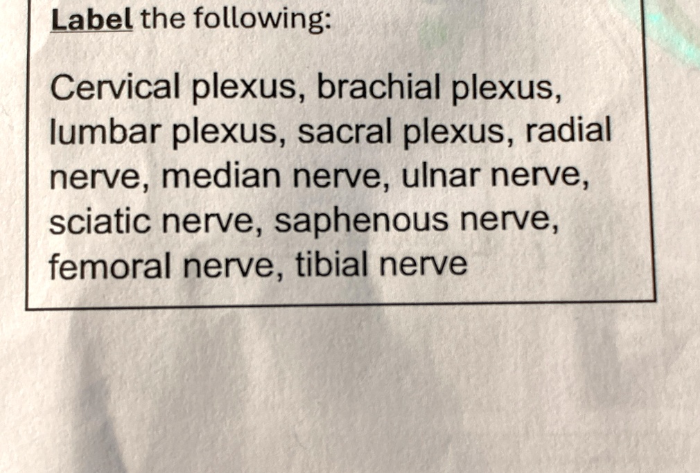 label the following cervical plexus brachial plexus lumbar plexus ...